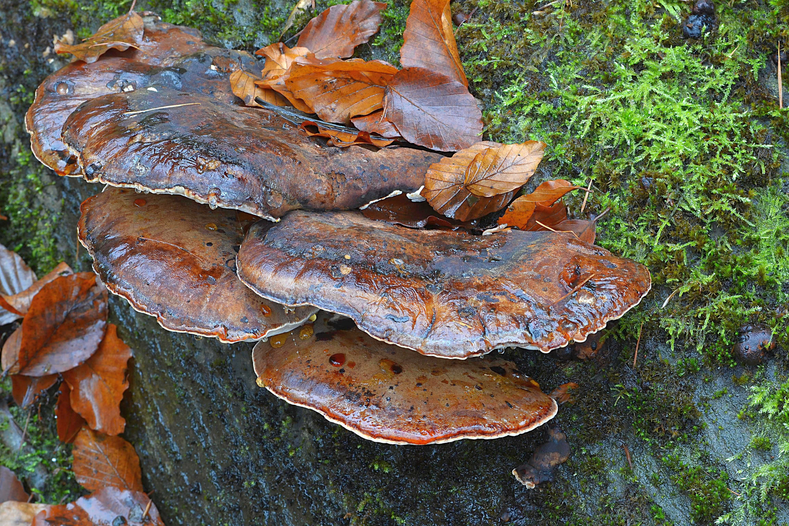 Harzporling Foto & Bild | pilze Bilder auf fotocommunity