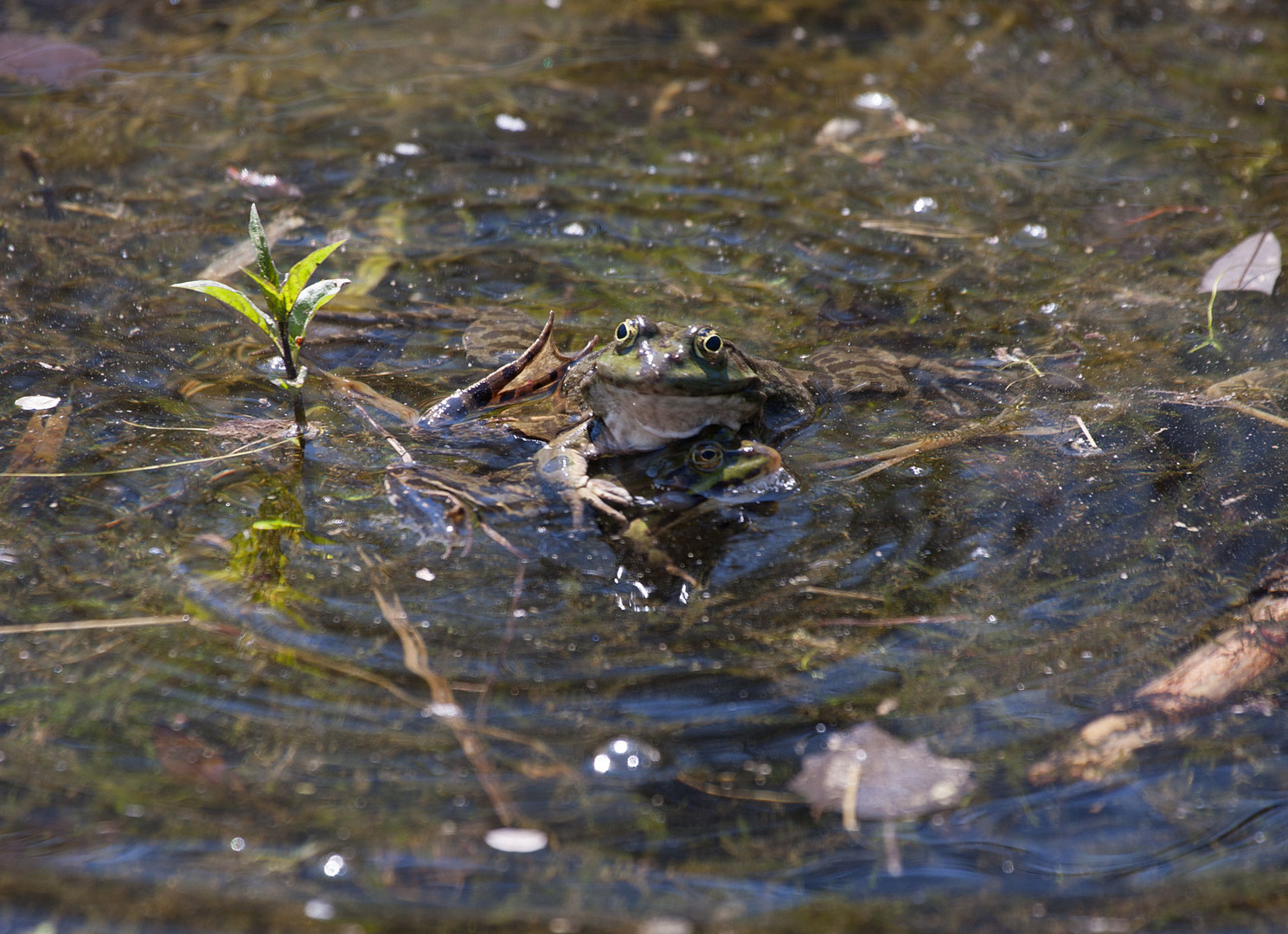 Hasch mich Foto & Bild | jahreszeiten, frühling, outdoor Bilder auf ...