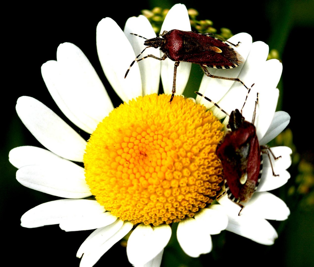 hasch mich... Foto & Bild | tiere, wildlife, wildlife: sonstige tiere ...