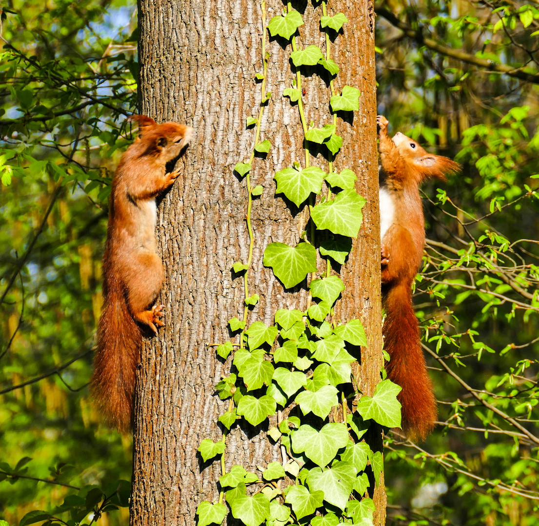 Hasch´ mich... Foto & Bild | park, bäume, eichhörnchen Bilder auf ...