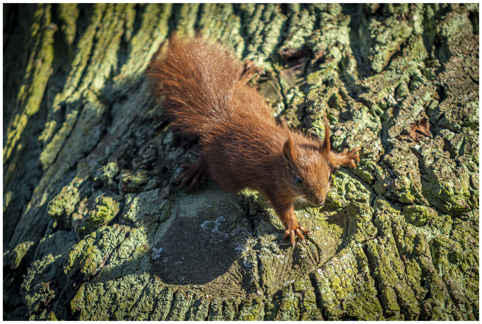 Hasch mich. Ich bin der Frühling! Foto & Bild | tiere, wildlife ...