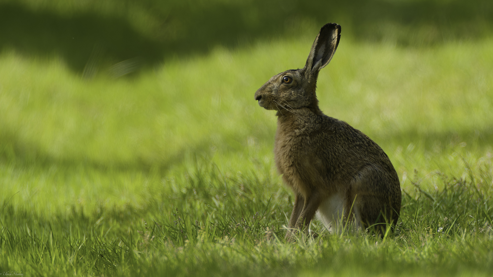 Hase Foto & Bild | tiere, wildlife, hase Bilder auf fotocommunity