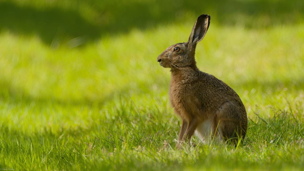 Hase Foto & Bild | tiere, wildlife, hase Bilder auf fotocommunity