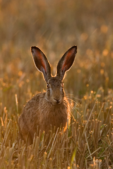 Hase Foto & Bild | tiere, wildlife, säugetiere Bilder auf fotocommunity