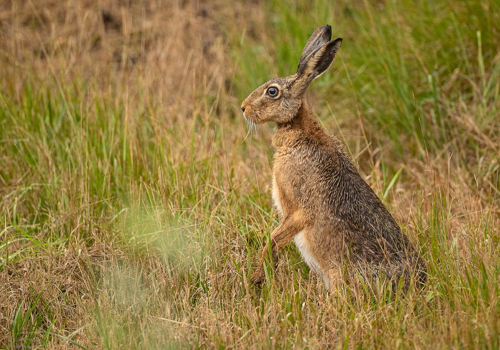 Hase-1 Foto & Bild | natur, wildlife Bilder auf fotocommunity