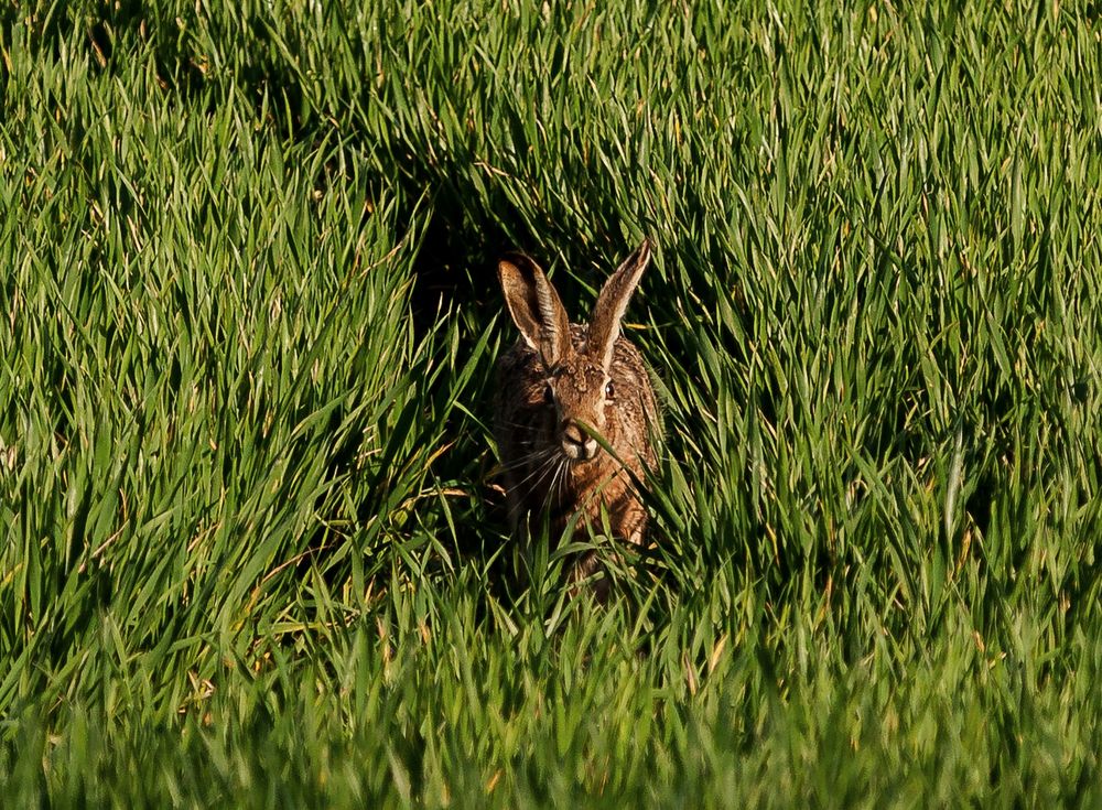 Hase 1 Foto & Bild | tiere, wildlife, säugetiere Bilder auf fotocommunity