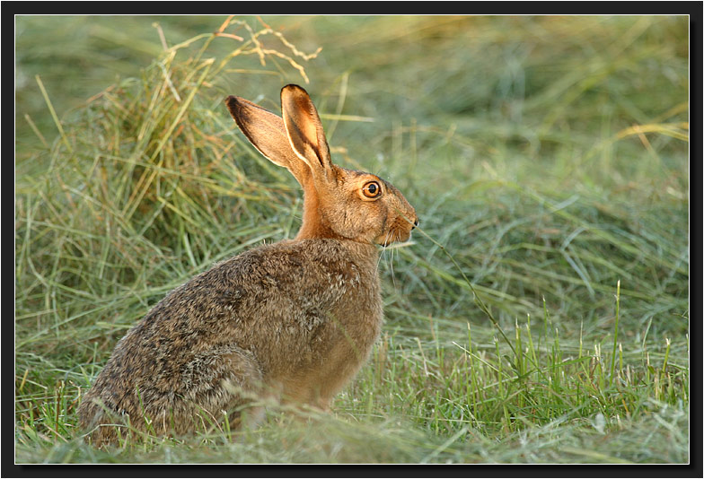 Hase... Foto & Bild | tiere, wildlife, säugetiere Bilder auf fotocommunity