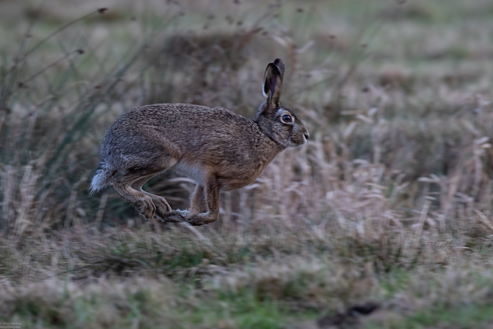 Hase 2 Foto & Bild | natur, wildlife Bilder auf fotocommunity