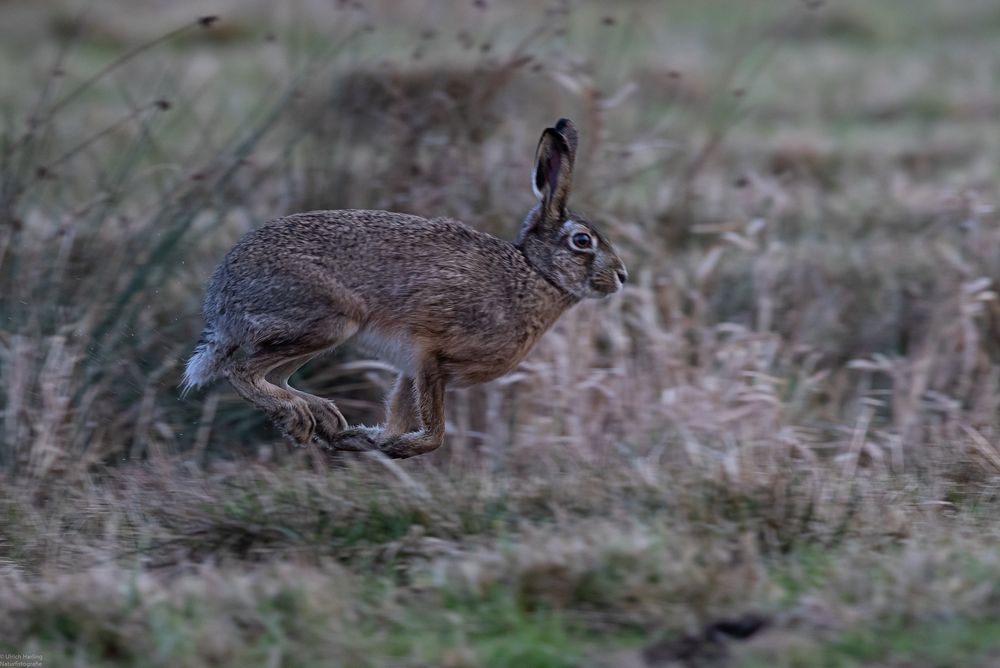 Hase 2 Foto & Bild | natur, wildlife Bilder auf fotocommunity