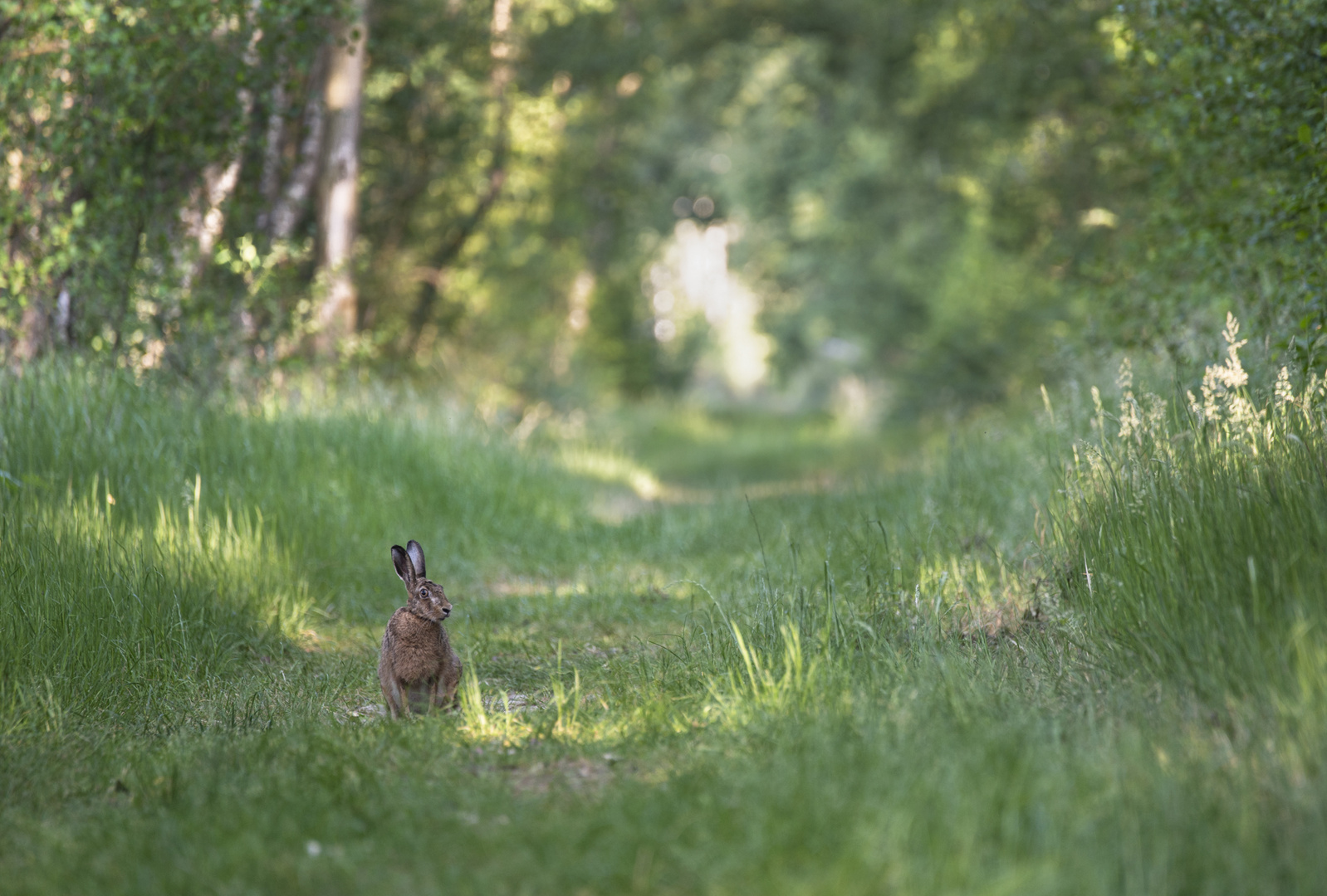 ___Hase______________ Foto & Bild | tiere, wildlife, säugetiere Bilder ...