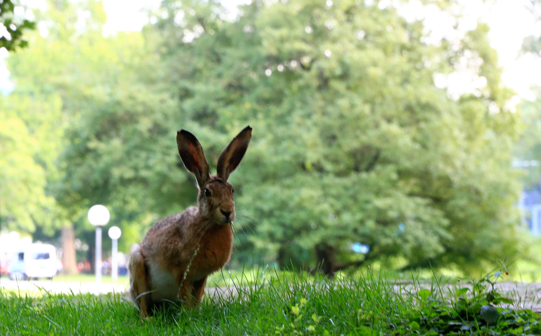 hase Foto & Bild | deutschland, europe, baden- württemberg Bilder auf ...
