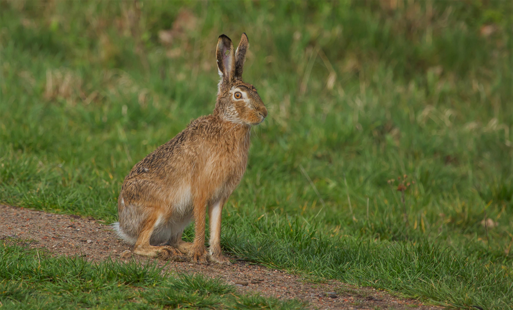 Hase Foto & Bild | tiere, wildlife, säugetiere Bilder auf fotocommunity