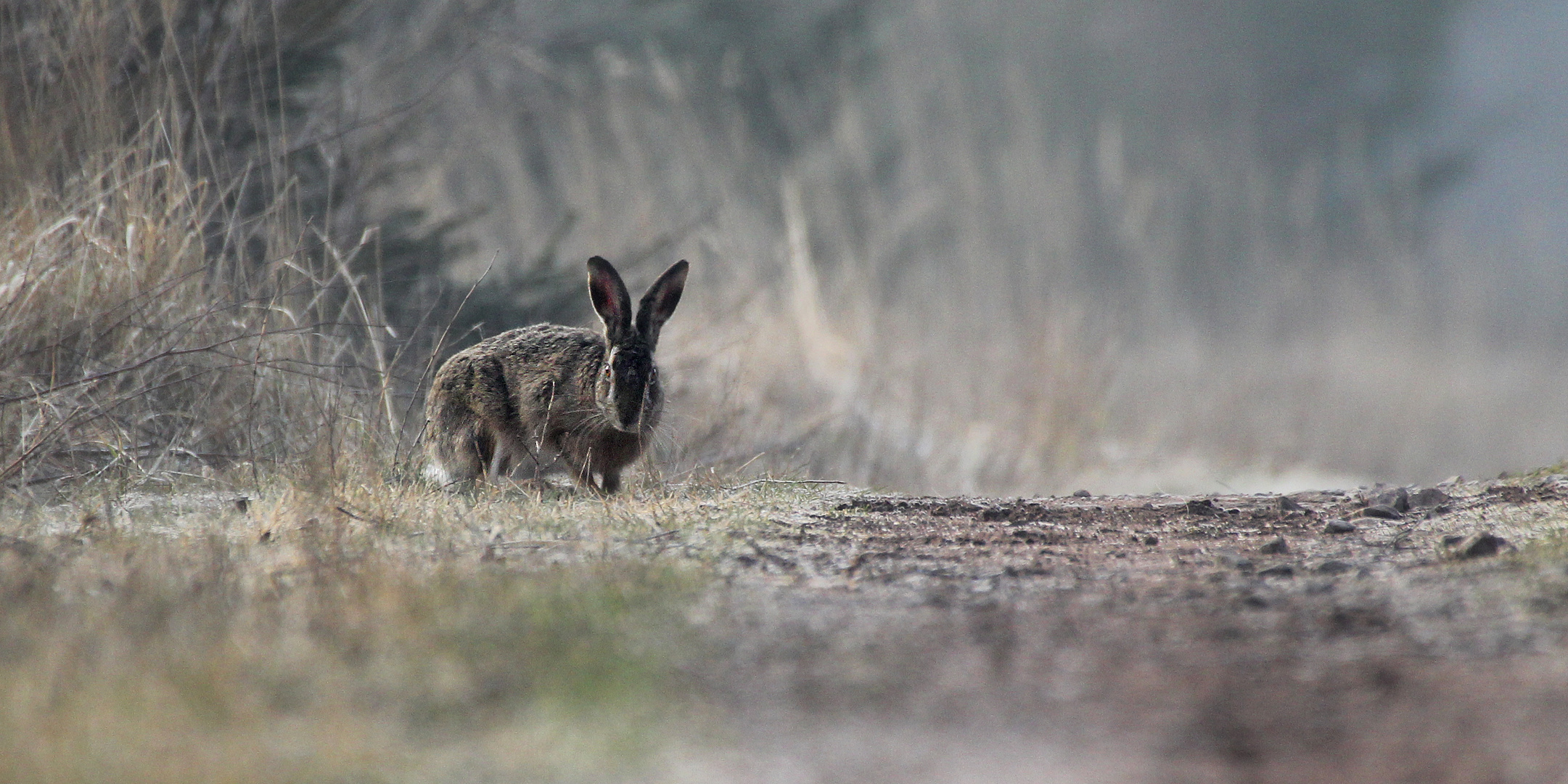 Hase Foto & Bild | tiere, wildlife, säugetiere Bilder auf fotocommunity