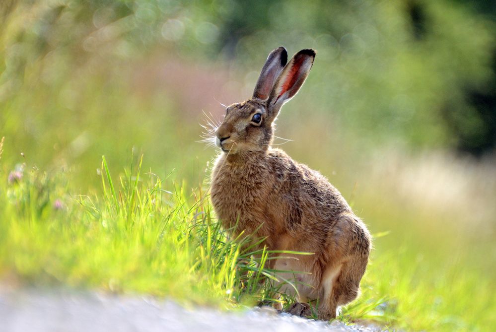 Hase Foto & Bild | tiere, wildlife, wald Bilder auf fotocommunity