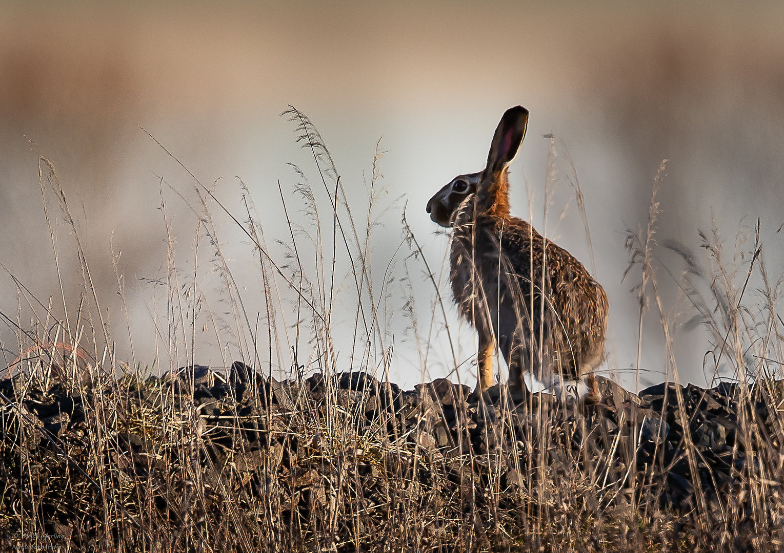 Hase Foto & Bild | natur, wildlife Bilder auf fotocommunity