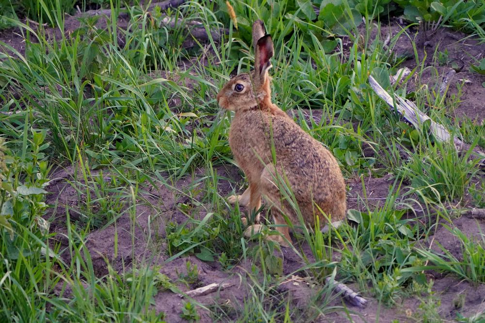 Hase Foto & Bild | natur Bilder auf fotocommunity