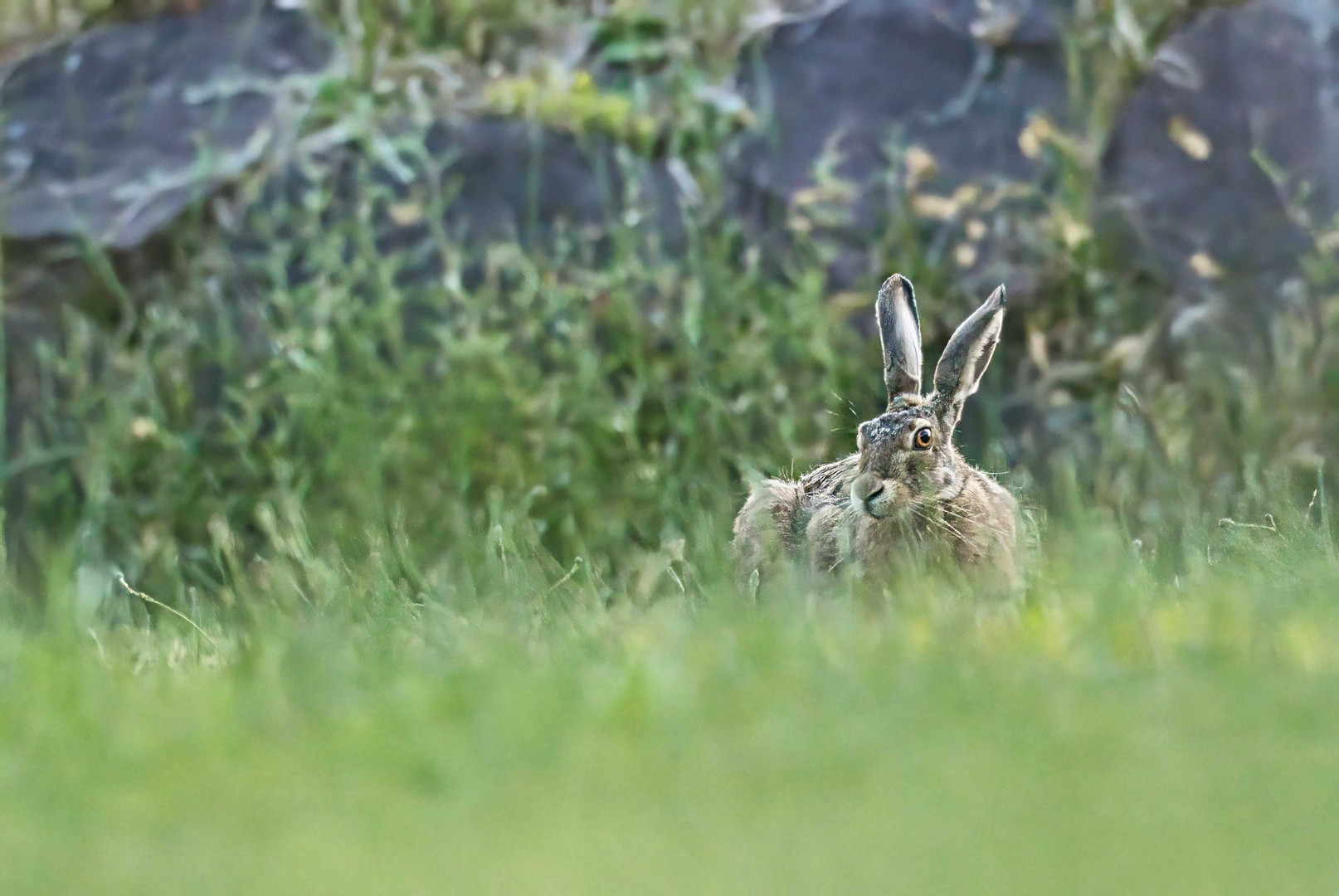 Hase Foto & Bild | tiere, wildlife, wildlife in der stadt Bilder auf ...