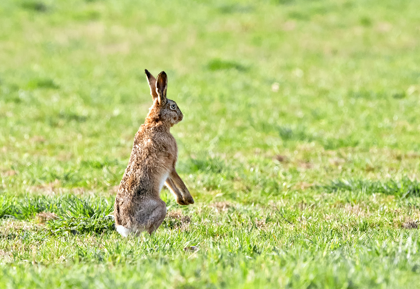 Hase Foto & Bild | tiere, wildlife, säugetiere Bilder auf fotocommunity