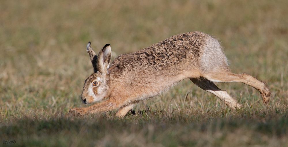 Hase Foto & Bild | tiere, wildlife, säugetiere Bilder auf fotocommunity