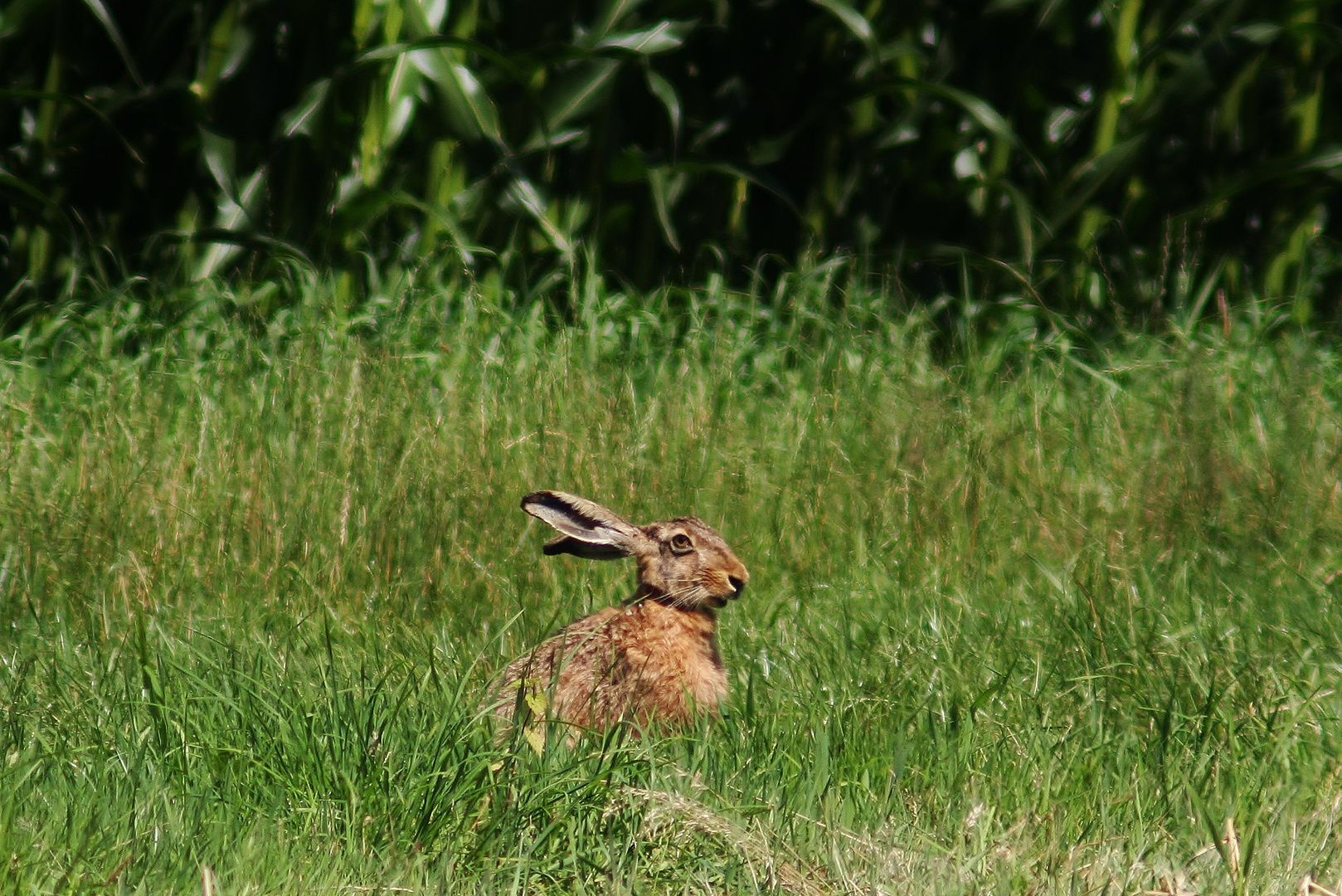Hase Foto & Bild | hasen, hase, natur Bilder auf fotocommunity