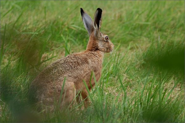 Nagetiere & Hasenartige Bilder & Fotos