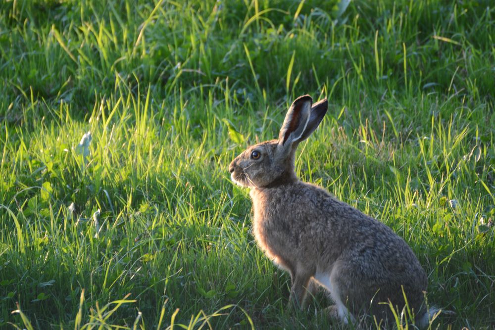 Hase Foto & Bild | tiere, wildlife, säugetiere Bilder auf fotocommunity