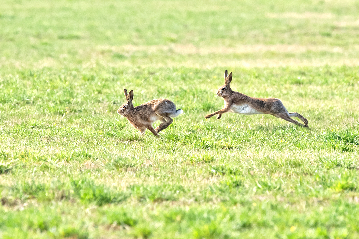 Hase Foto & Bild | tiere, wildlife, säugetiere Bilder auf fotocommunity