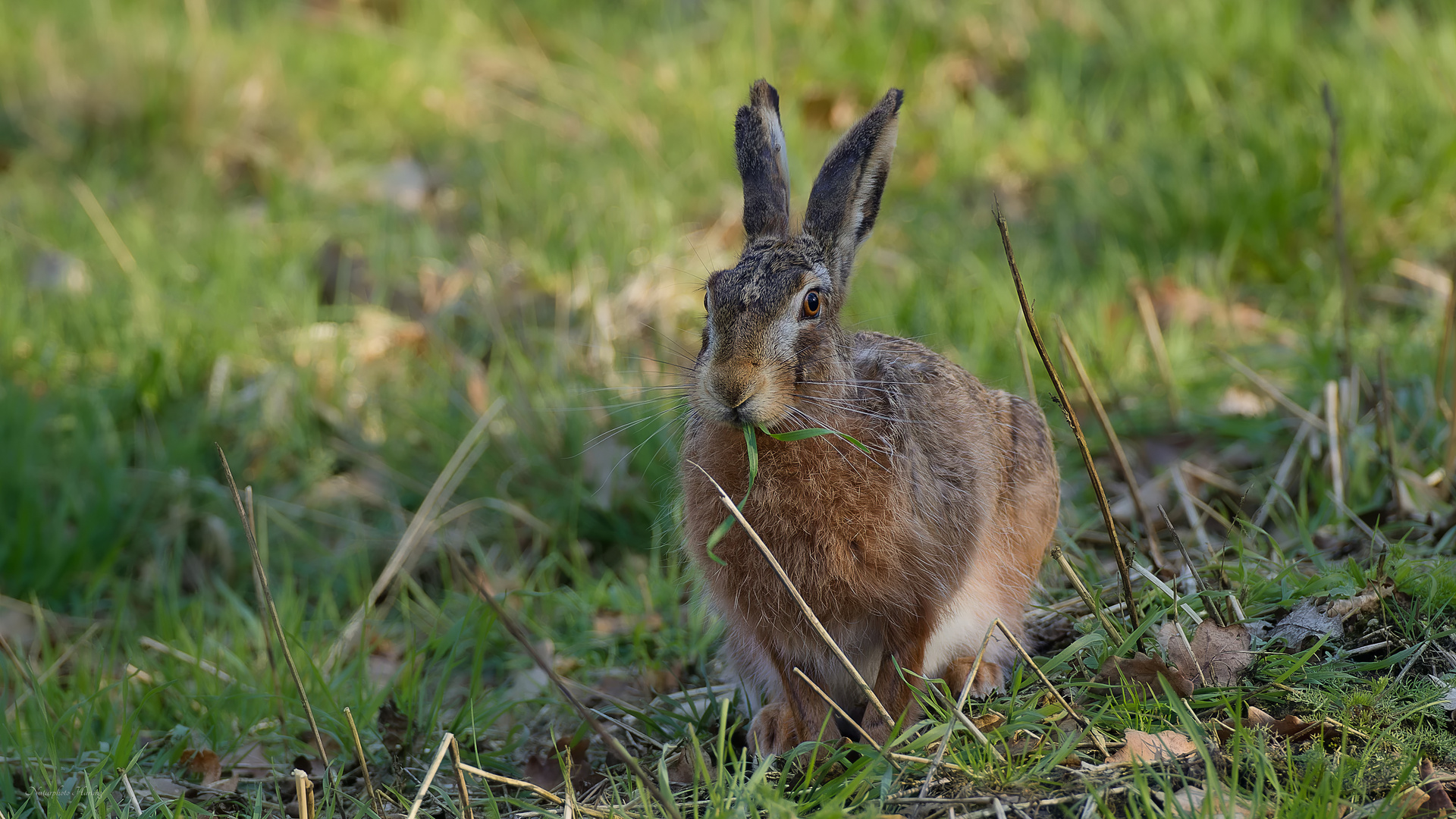 Hase Foto & Bild | tiere, wildlife, hase Bilder auf fotocommunity