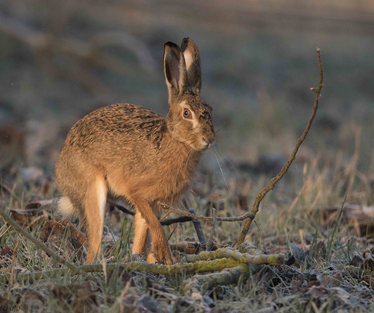Hase Foto & Bild | natur, tiere, wildlife Bilder auf fotocommunity