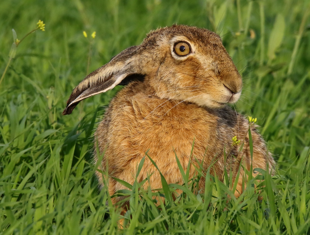 Hase Foto & Bild | hase, natur, tiere Bilder auf fotocommunity