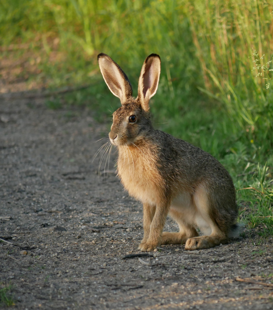 Hase Foto & Bild | tiere, spuren von tieren, natur Bilder auf fotocommunity