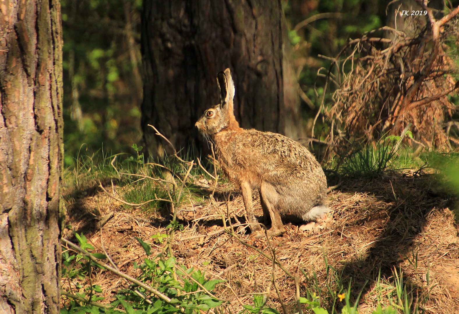 Hase Foto & Bild | natur, tiere, wildlife Bilder auf fotocommunity