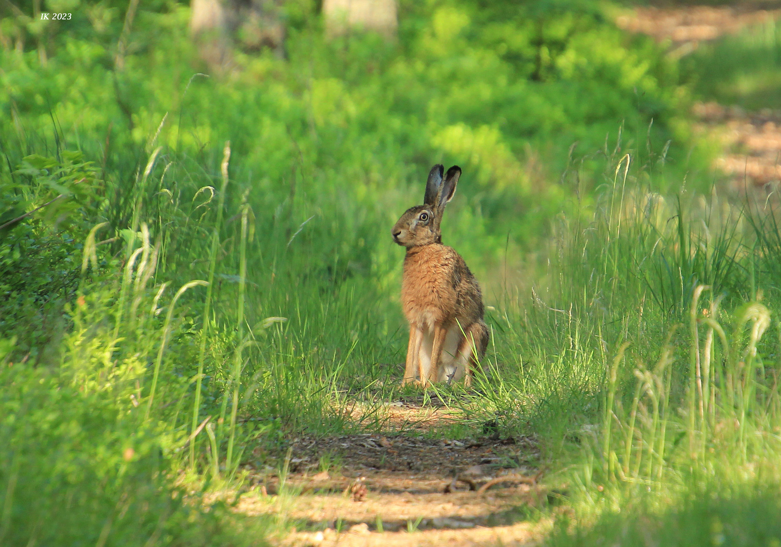 Hase Foto & Bild | tiere, wildlife, säugetiere Bilder auf fotocommunity