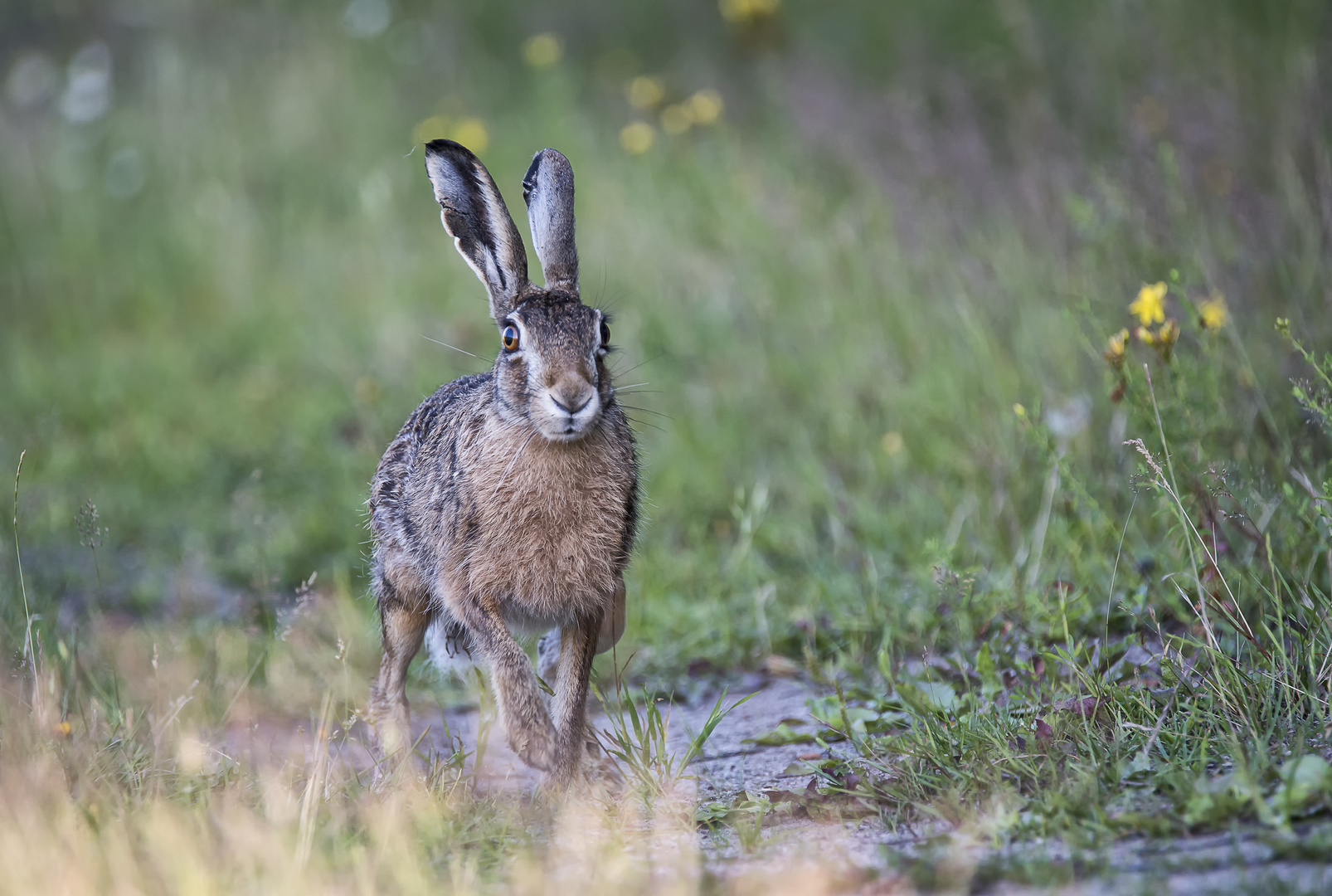 Hase..... Foto & Bild | tiere, weg, hase Bilder auf fotocommunity
