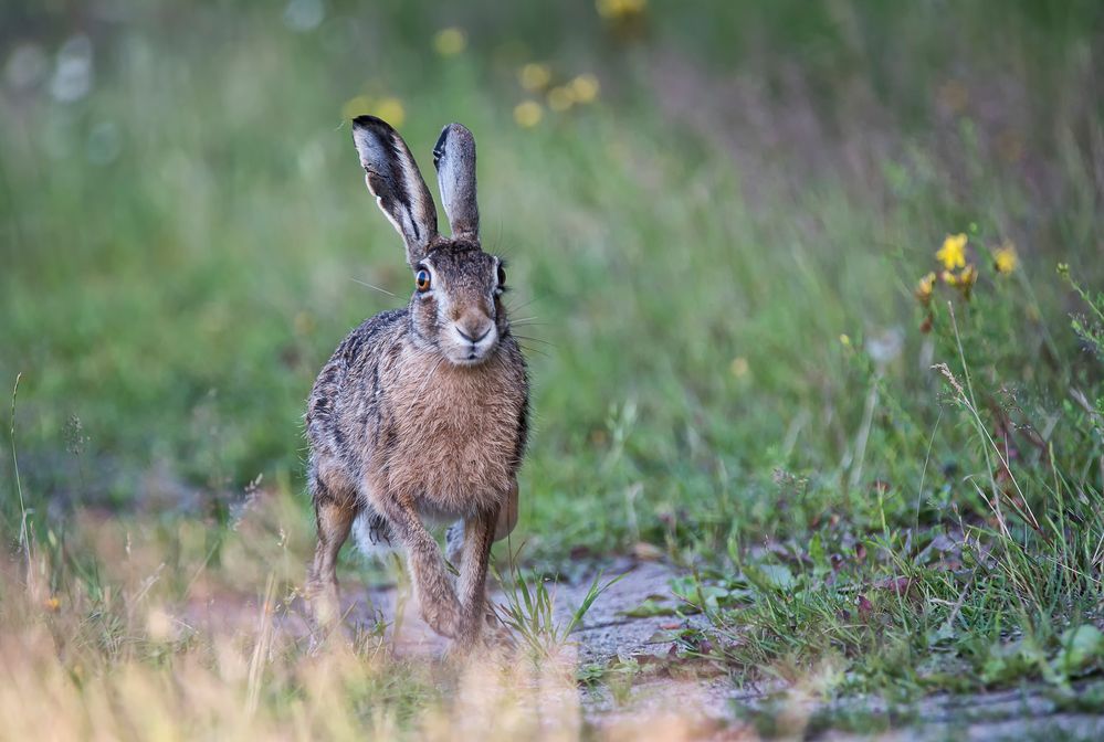Hase..... Foto & Bild | tiere, weg, hase Bilder auf fotocommunity
