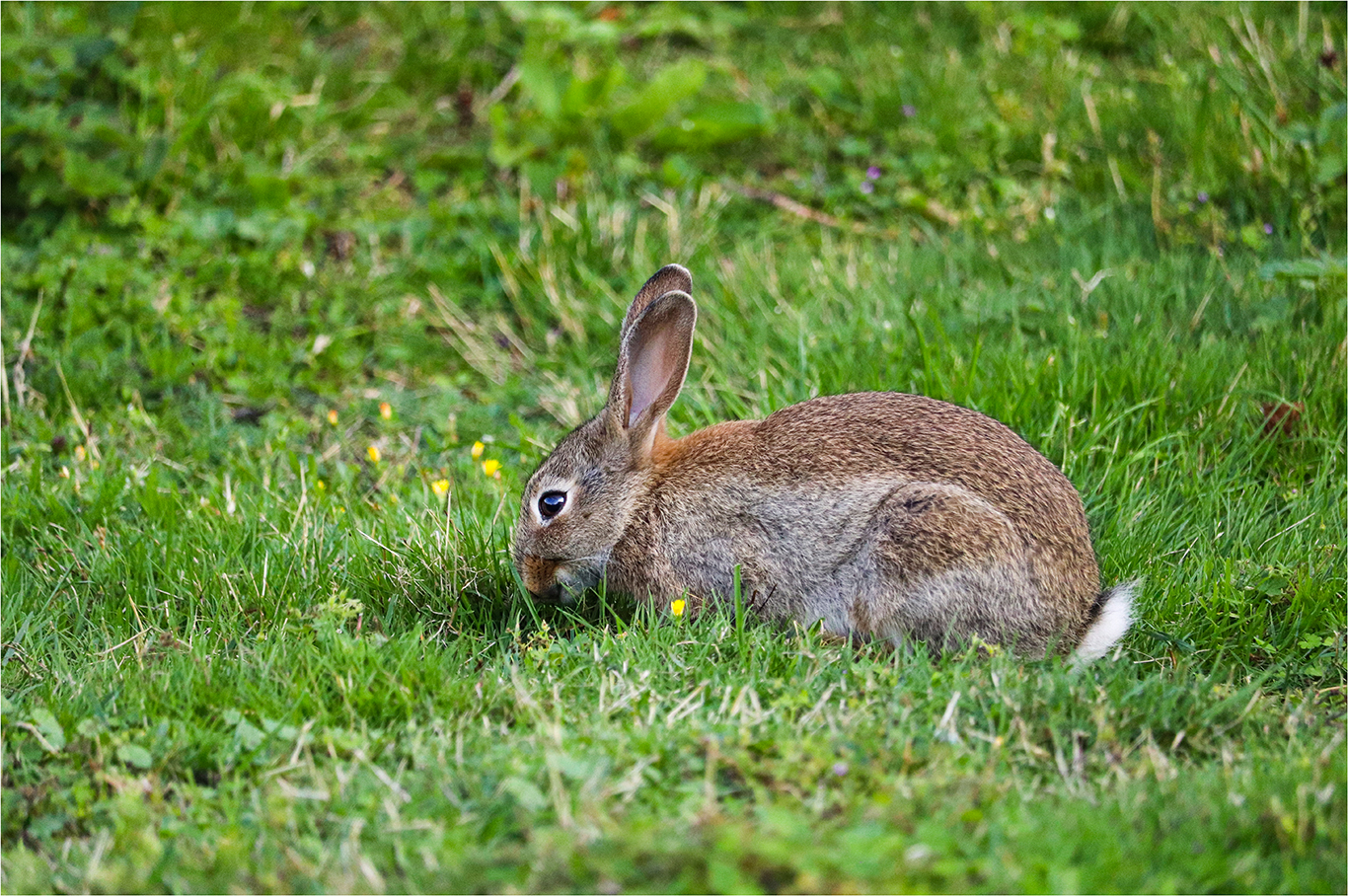 " Hase " Foto & Bild | tiere, wildlife, säugetiere Bilder auf fotocommunity