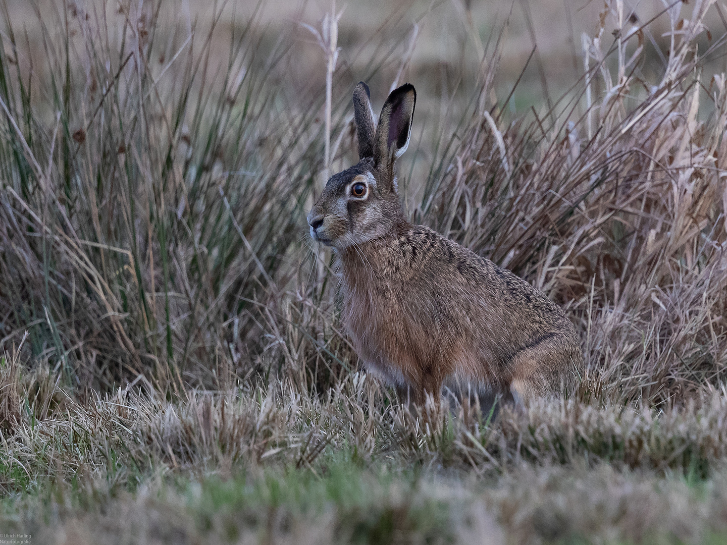 Hase_ Foto & Bild | natur, wildlife Bilder auf fotocommunity