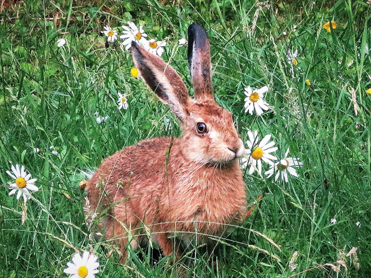 Hase im Gras Foto & Bild | nature, hase, natur Bilder auf fotocommunity