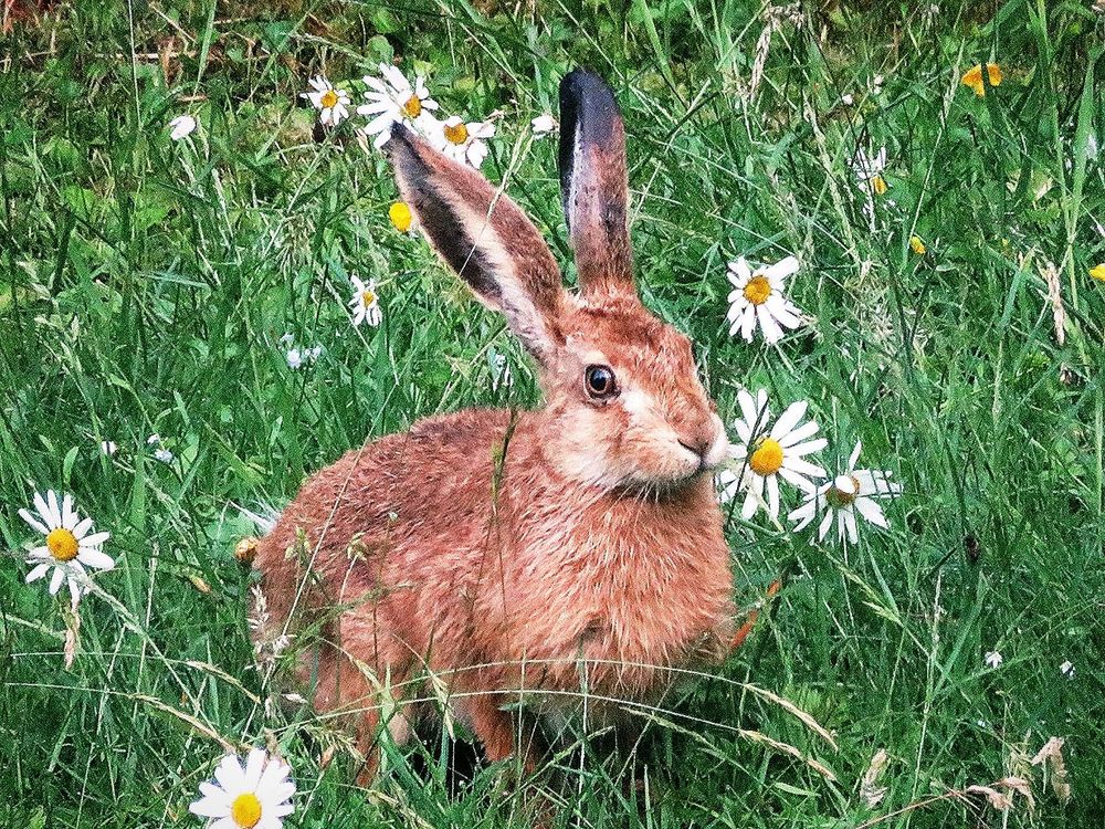 Hase im Gras Foto & Bild | nature, hase, natur Bilder auf fotocommunity