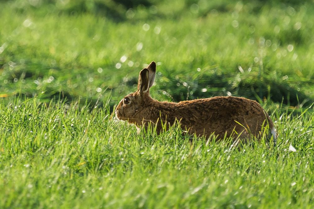 Hase in der Wiese Foto & Bild | fotos, natur, landschaft Bilder auf ...