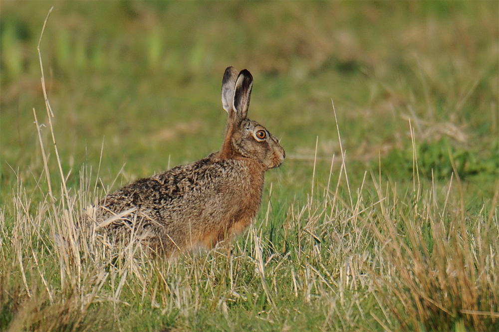 Hase klassisch Foto & Bild | tiere, wildlife, säugetiere Bilder auf ...
