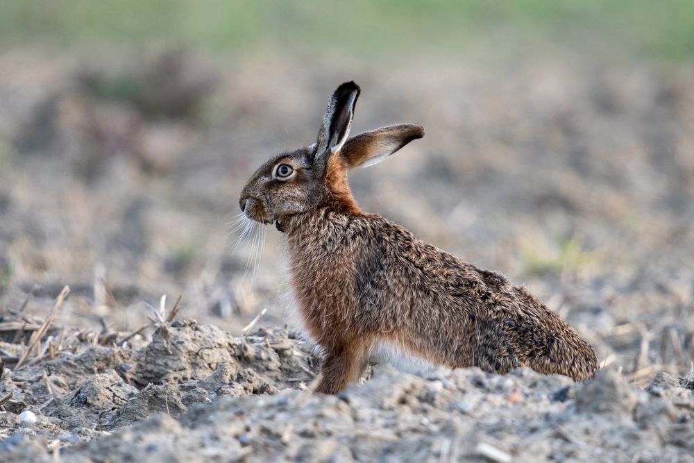 Hase (Lepus europaeus) Foto & Bild | hase, natur, germany Bilder auf ...