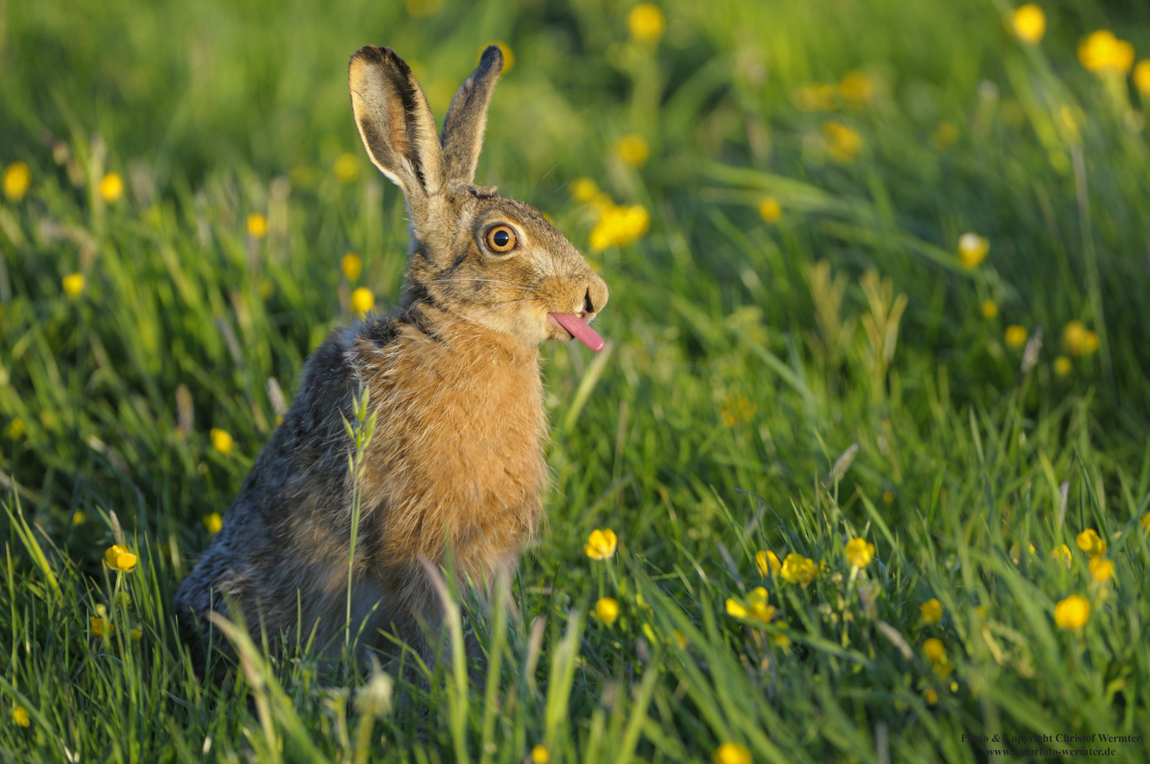 Hase (NL) Foto & Bild | tiere, wildlife, säugetiere Bilder auf ...