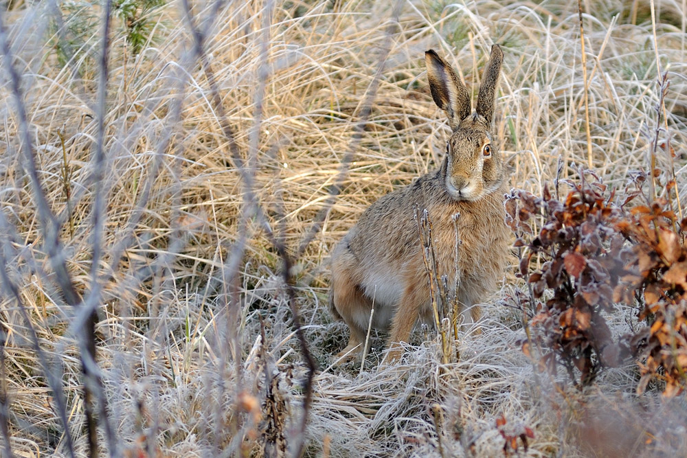 Hase (Wildlife) Foto & Bild | tiere, wildlife, säugetiere Bilder auf ...