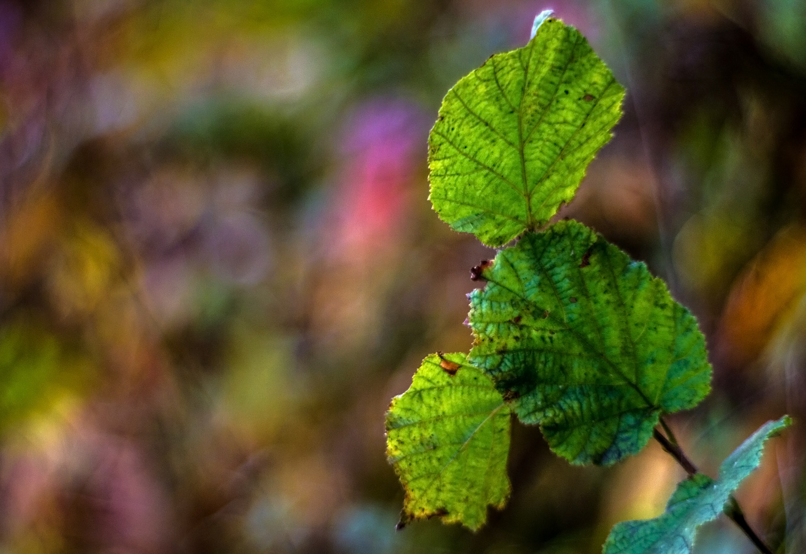 Hasel Foto & Bild | pflanzen, pilze & flechten, sträucher, bäume Bilder ...