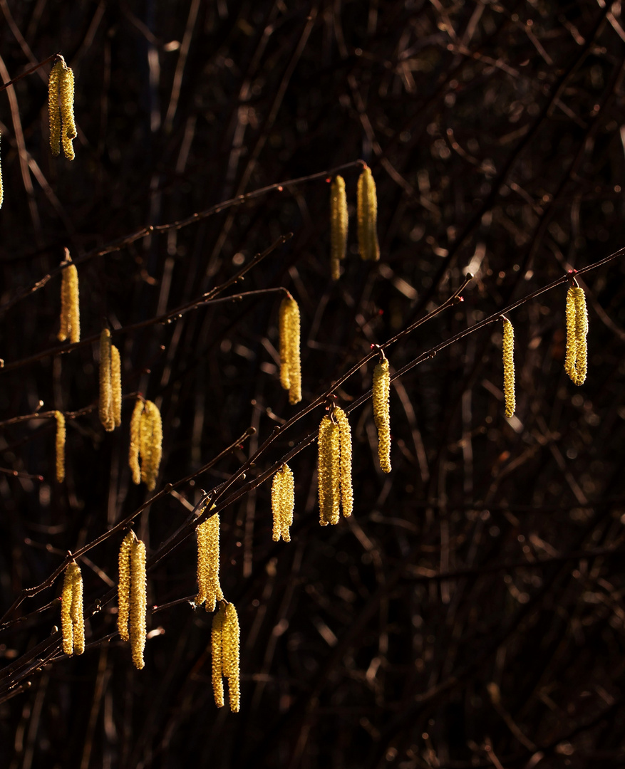 Hasel Foto & Bild | natur, pflanzen, hasel kätzchen Bilder auf ...