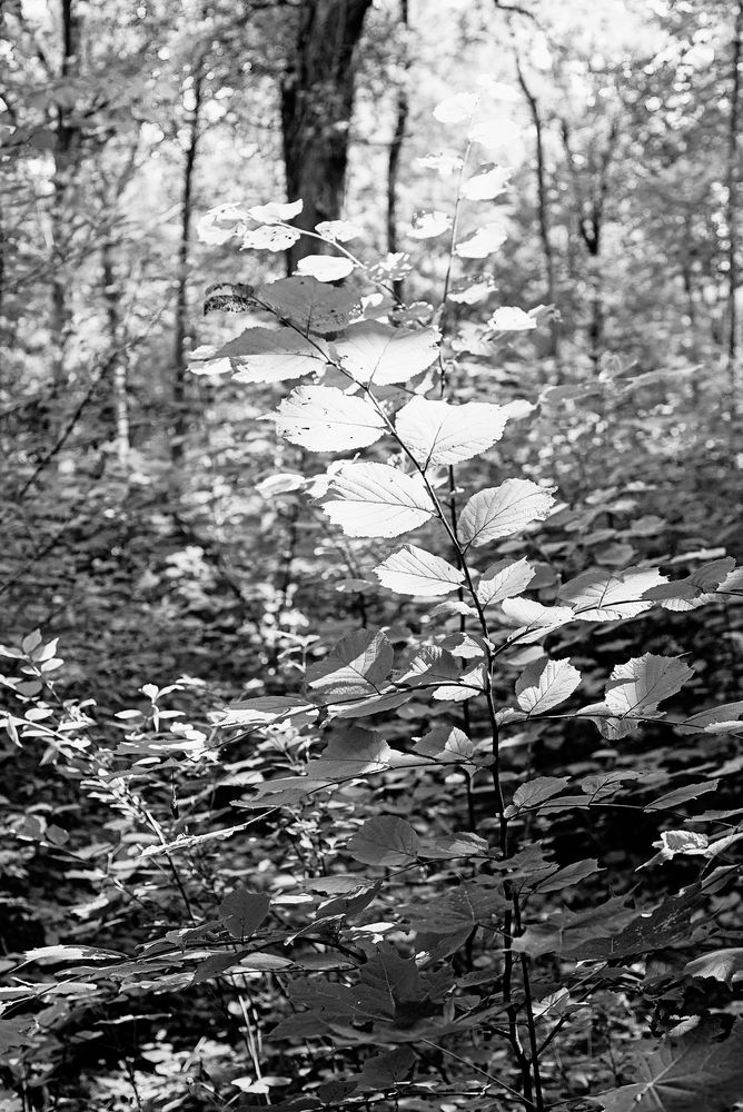 Hasel im Wald .... Foto & Bild | art, france, world Bilder auf ...