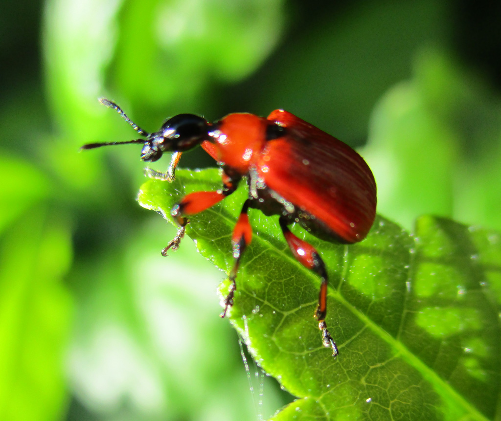 Haselblattroller (Apoderus coryli) Foto & Bild | insekten, natur, tiere ...