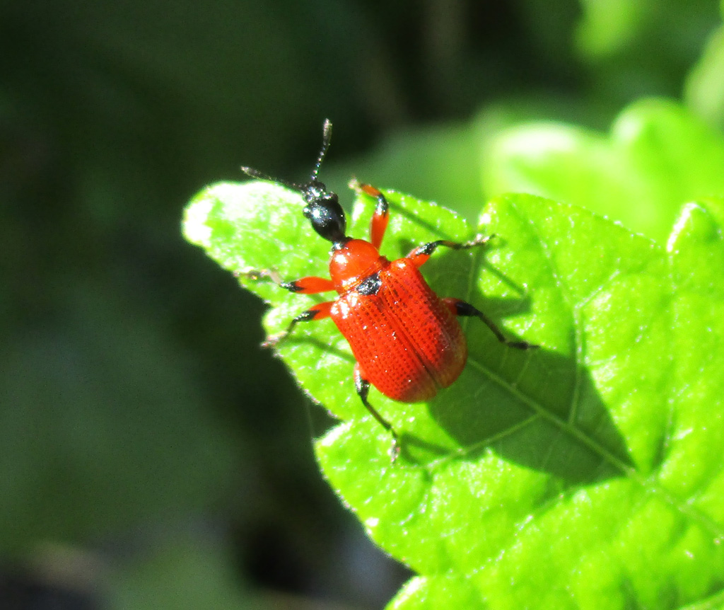 Haselblattroller (Apoderus coryli) Foto & Bild | insekten, natur, tiere ...