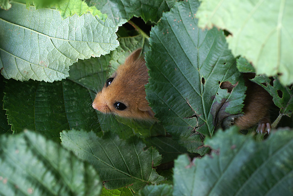 Haselmaus 2 Foto & Bild | tiere, wildlife, säugetiere Bilder auf ...